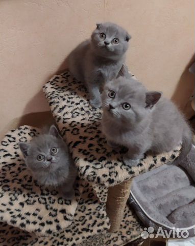 Шотландские котята, вислоушки и прямоушки