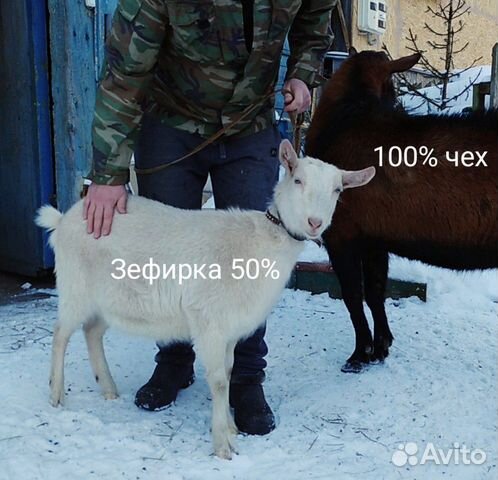 Коза покрыта чехом