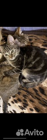 Котик