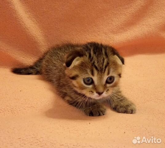 Шотландские котята