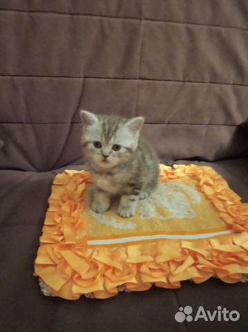 Новогодний котенок