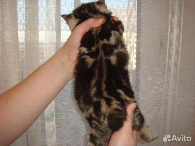 Британские котята
