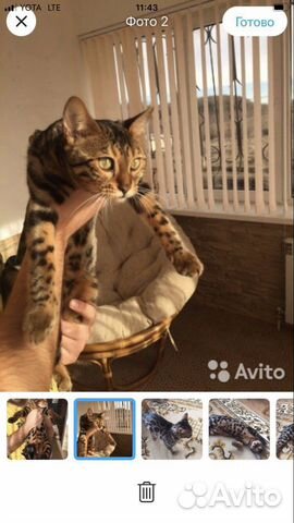 Бенгальская кошка