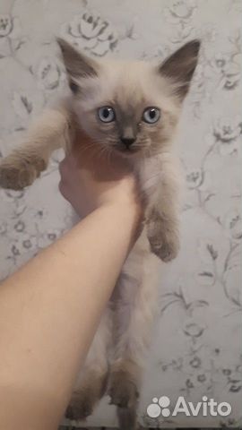 Котята тайские