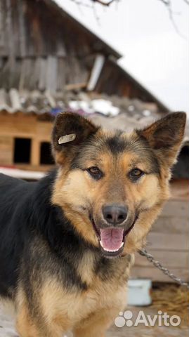 Герда ищет дом