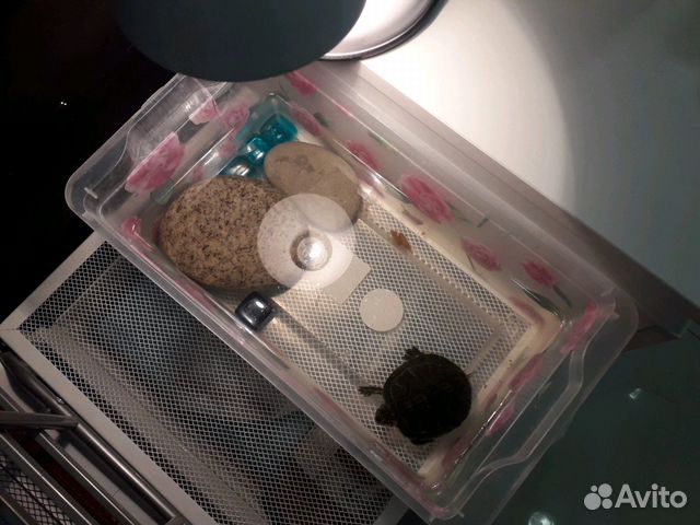 Черепашка красноухая