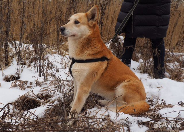 Шейла ищет дом