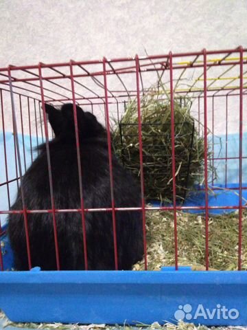 Отдаем кролика