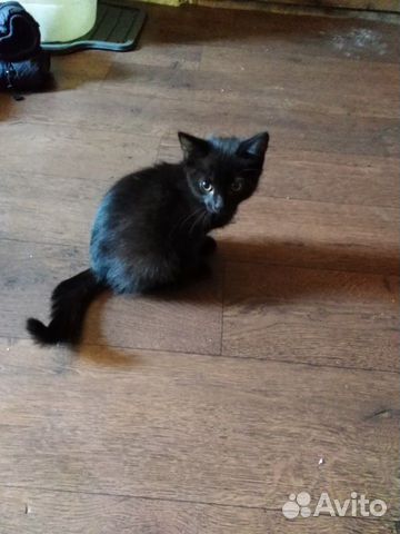 Кошка