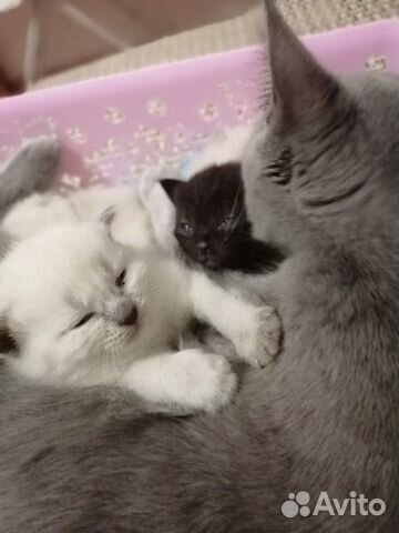 Котята