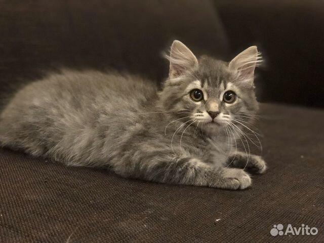 Котенок 2,5 мес