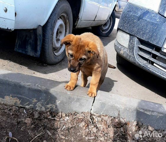Девченки в добрые ручки