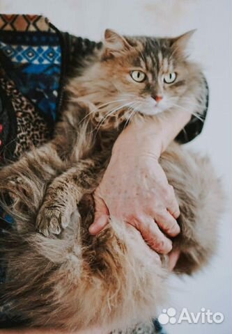 Кошка в дар