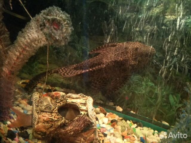 Сом парчевый