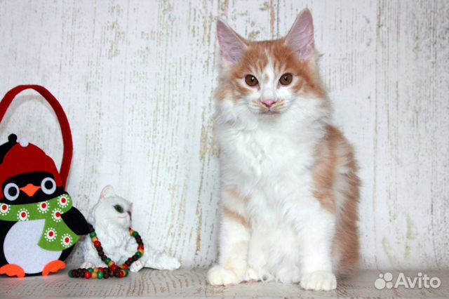Котик в богатой шубе