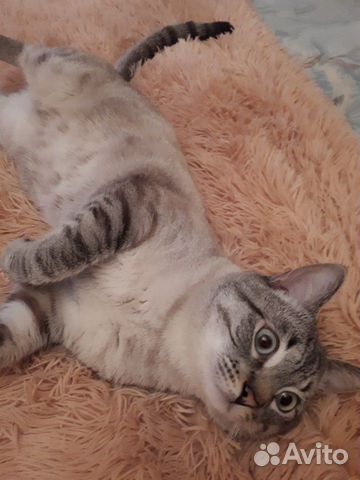 Вязка шикарный тайский кот