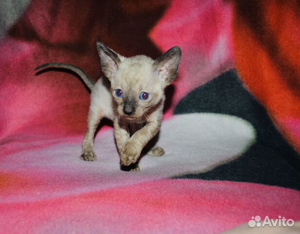 Милашки Корниш рекса из питомника