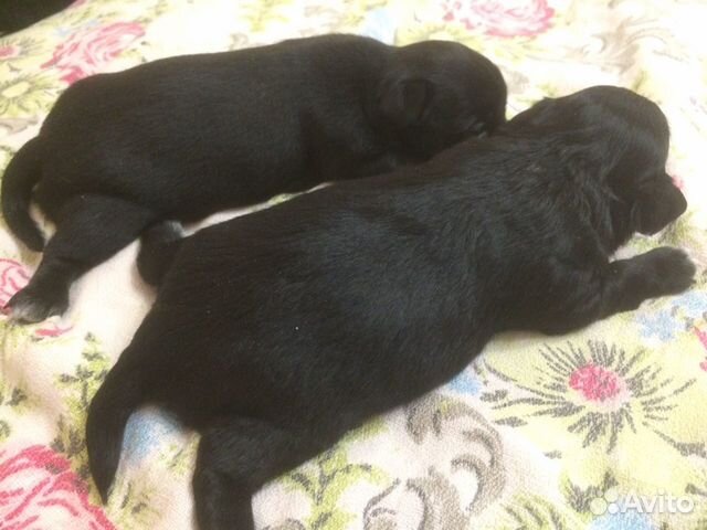 Продать кутят чихуахуа