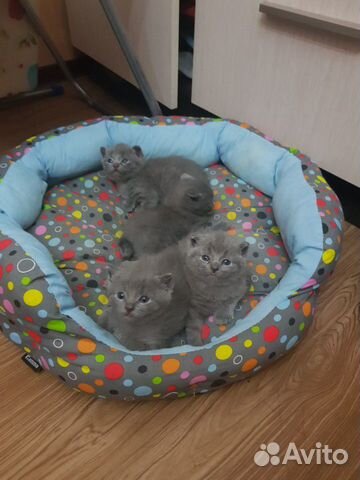 Шотландские скотиш страйт