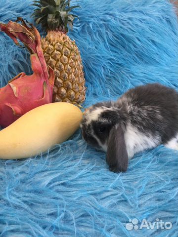 Карликовый вислоухий крольчонок бело-голубой плаще