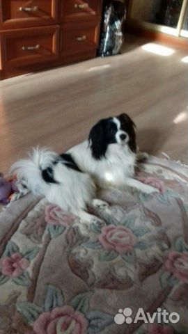 Продаю континентального той-спаниэля - папийон - ф