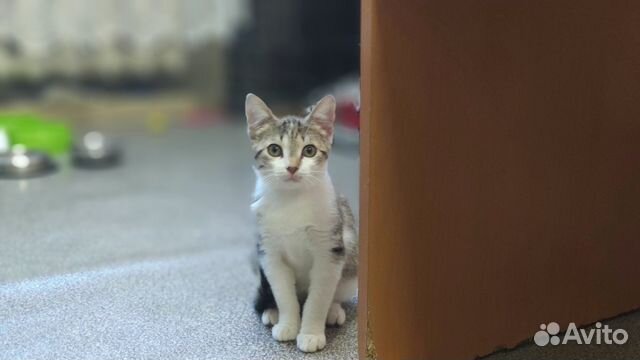 Серо-полосатый котенок (Бархан) в заботливые руки