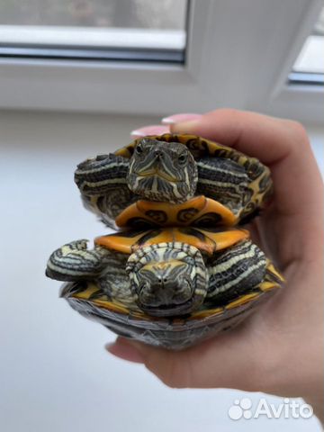 Красноухие черепахи