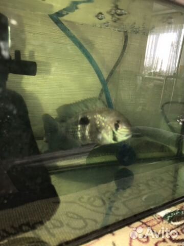 Бирюзовая Акара