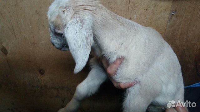 Продаю козлят