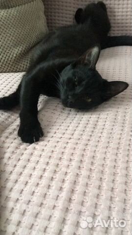 Котята пепельные