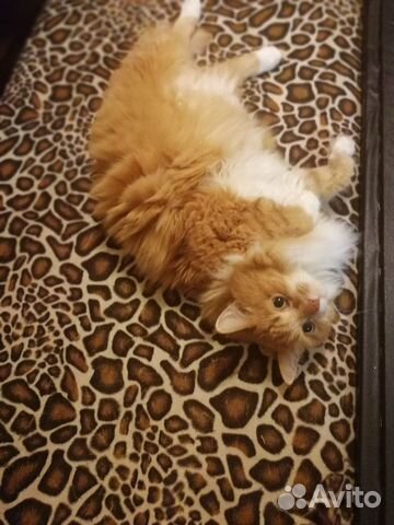 Кошка