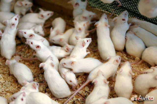 Мышь кормовая