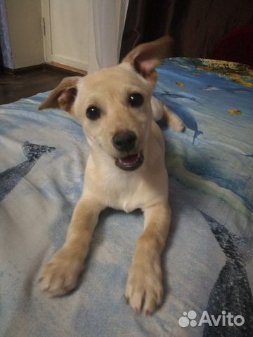 Собака девочка