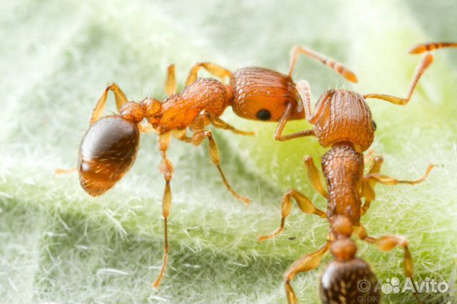 Муравьи колонии мирмикиперство