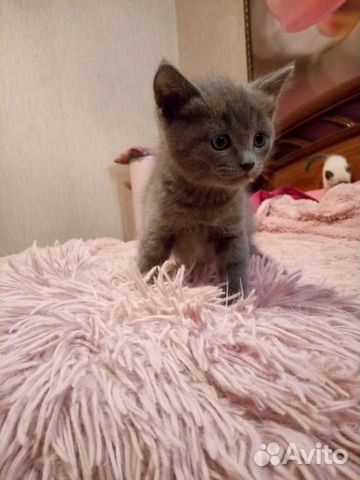 Британский котёнок