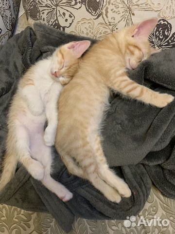 Котята Сфинкс Браш