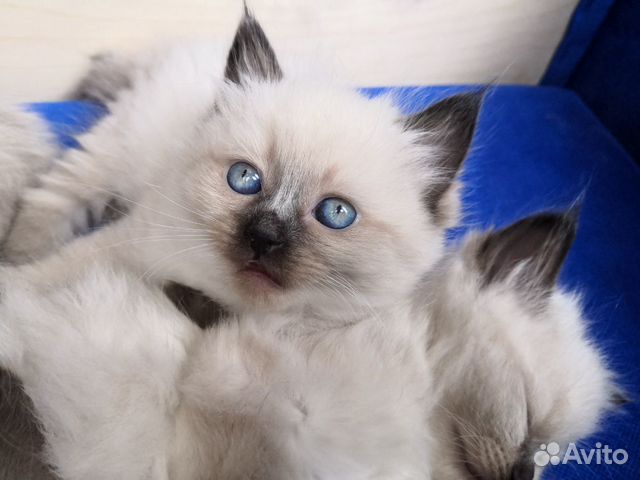 Ragdoll (Тряпичная кукла) Рэгдолл девочка котенок