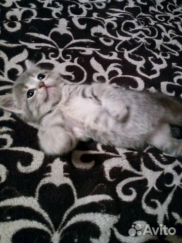 Отдадим Милаху