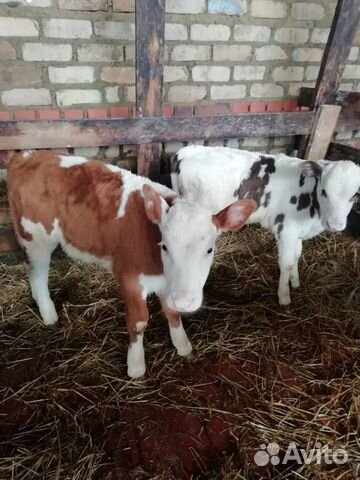 Телята, корова