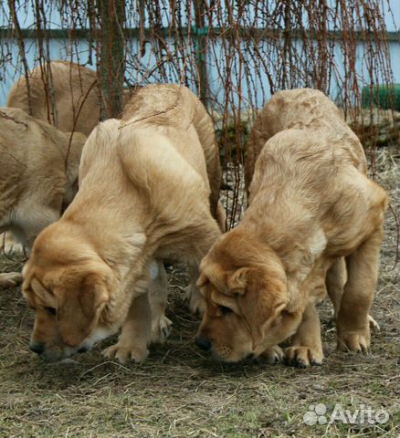 Испанский Мастиф