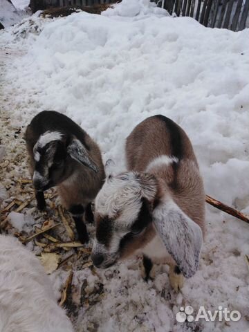Козлята заано нубийские