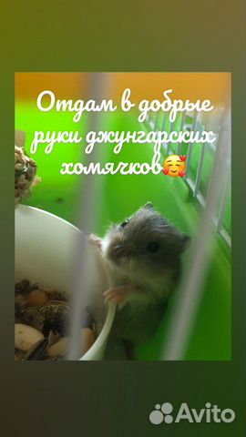 Джунгарский хомяк