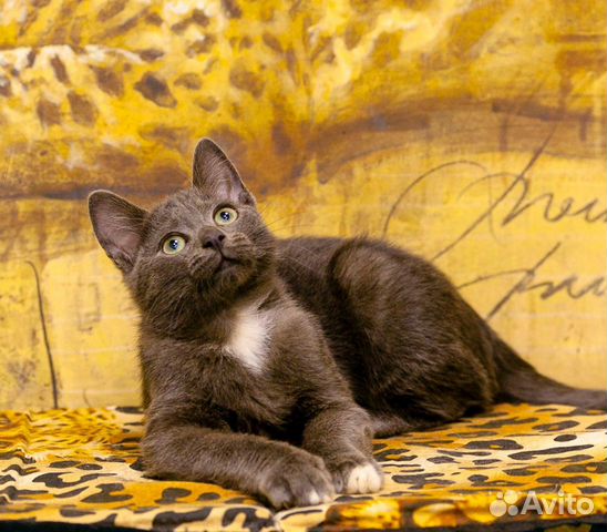 Голубой котик ищет дом
