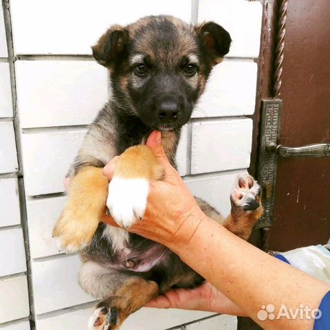 Щенок - мальчик, 2 месяца, в добрые руки
