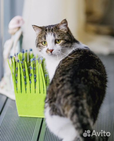 Кошка бесплатно