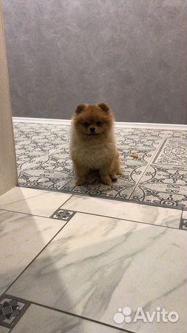 Шпиц немецкий