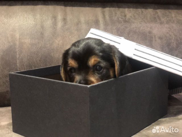 Верный дружок ждет именно Вас