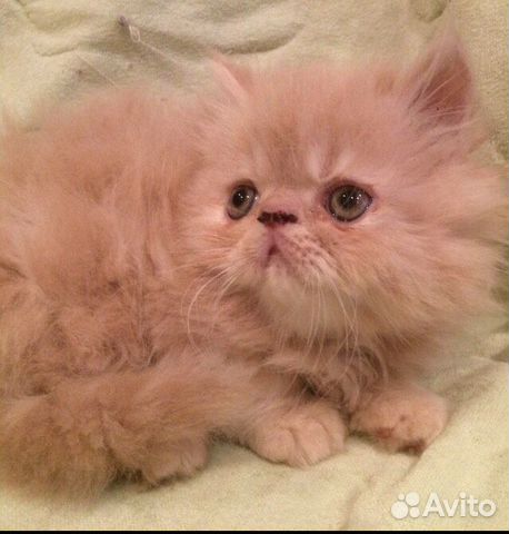 Персидский годовалый кот