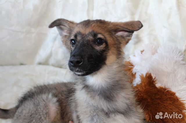 Щенок Малинка ищет дом (девочка 2,5 мес.)