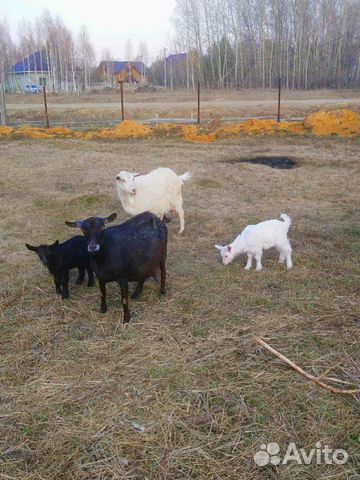 Козочки и козлики